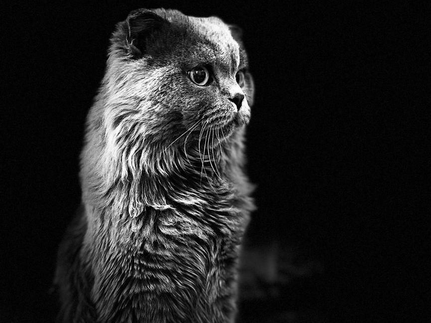 Кот на вязку