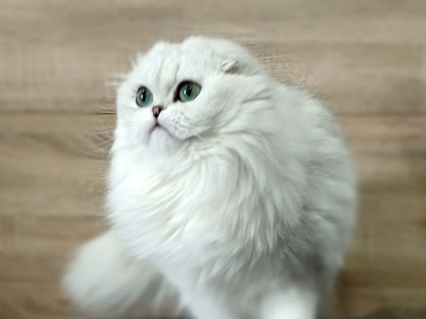 Кошечка шиншылла