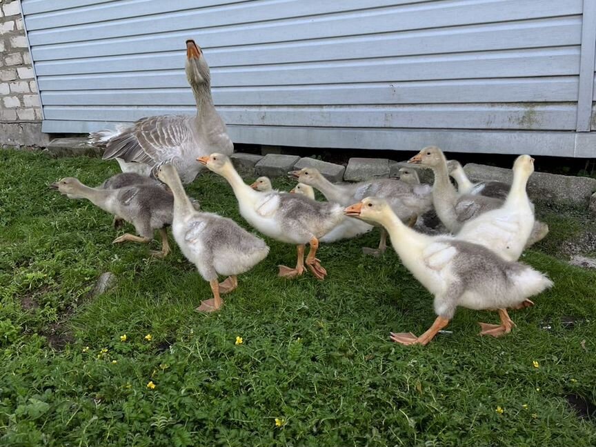 Гуси домашние