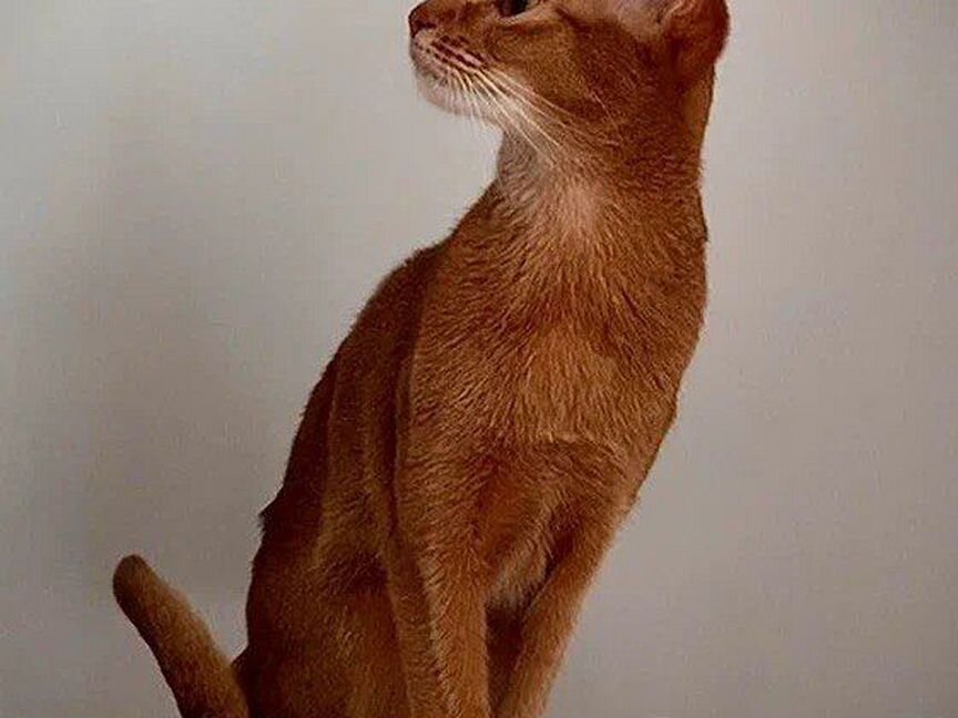 Абиссинская кошка