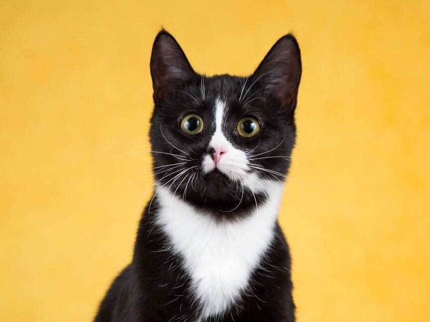 Пикси ищет дом