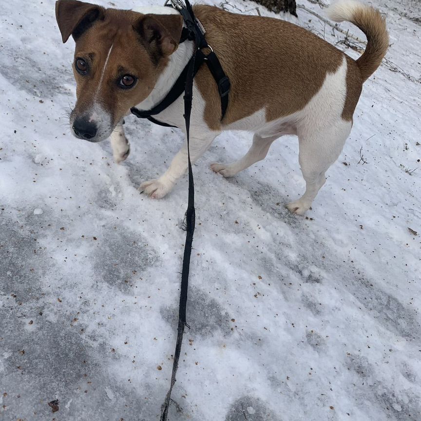 Джек рассел терьер