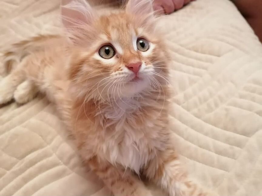 Рыжий котик 3 месяца