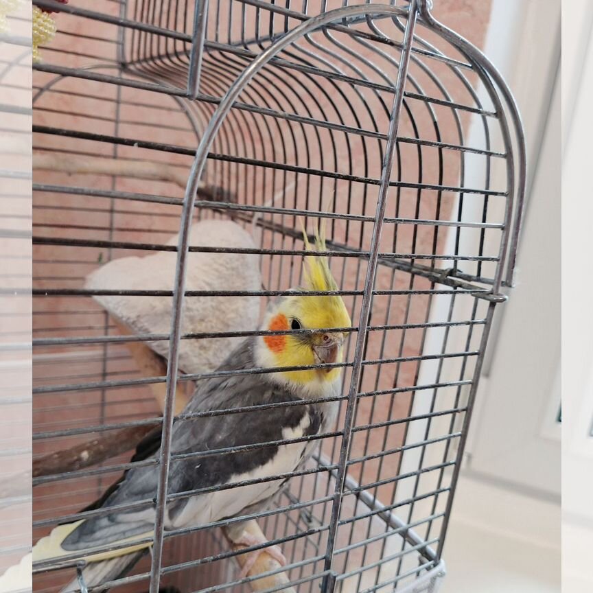 Попугай корелла с клеткой