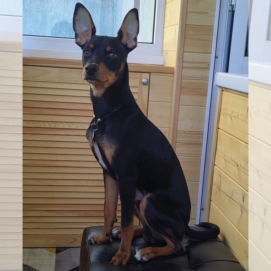 Вязка цвергпинчер