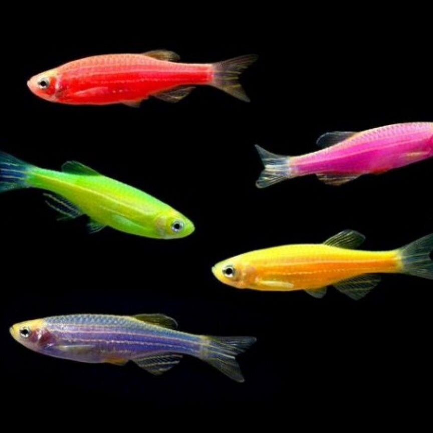 Аквариумные рыбки и растения