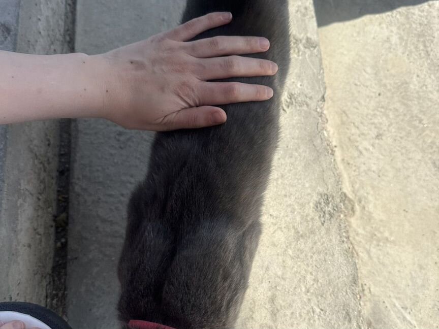 Британец кот