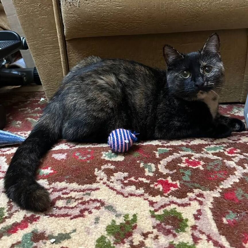 Взрослая, Девочка кошка в добрые руки