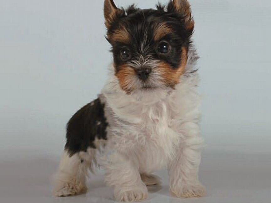 Бивер Йорк мини Девочка мечта