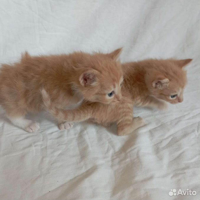 Котята персиковые мальчик и девочка