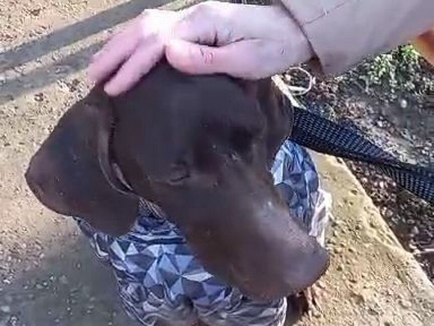 Курцхаар в добрые руки