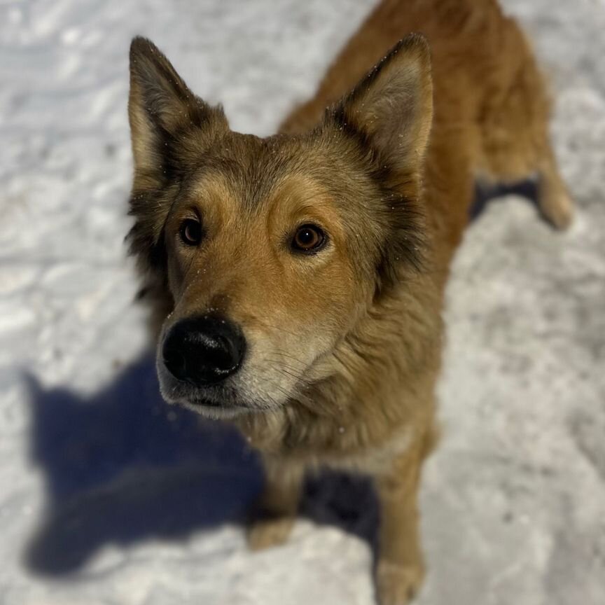 На улице пропадает пёс Шон