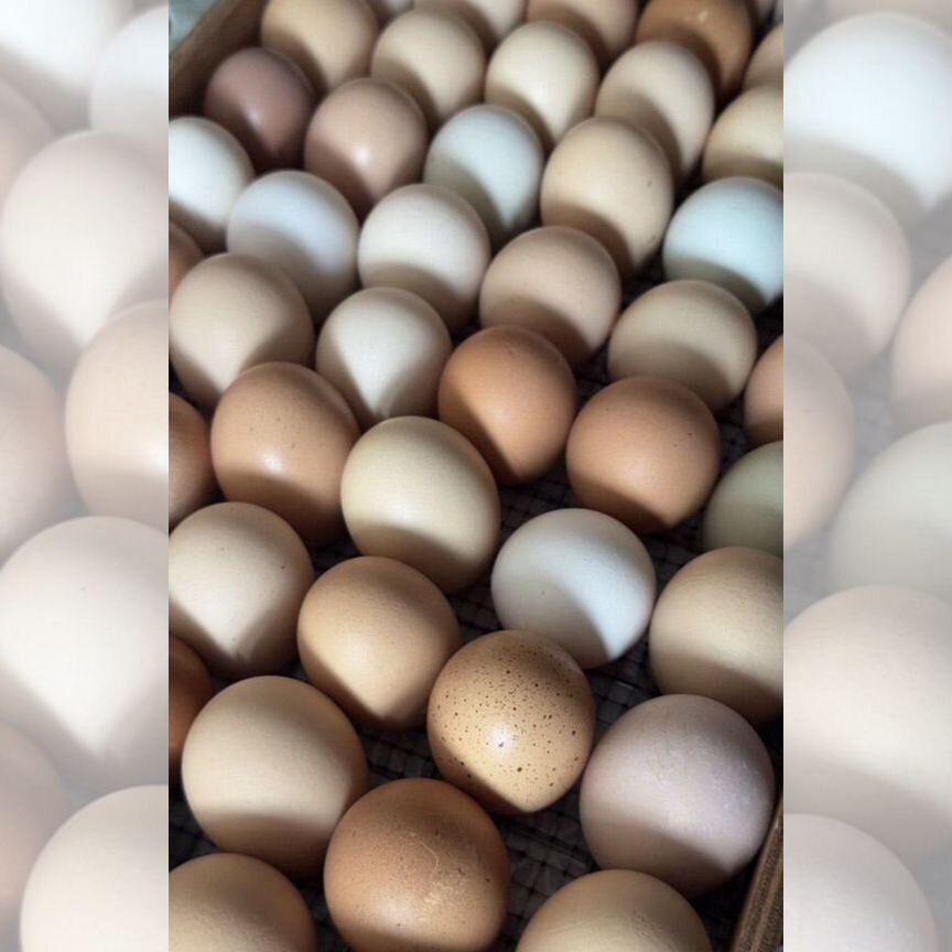 Инкубационное яйцо