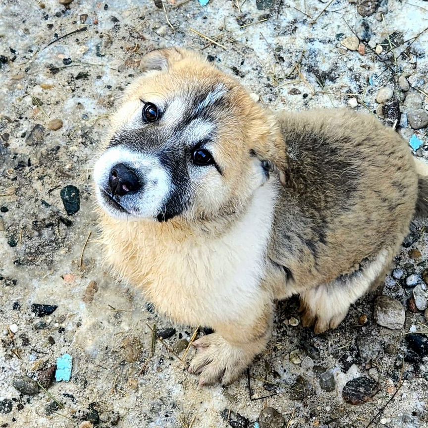 Щенки алабая