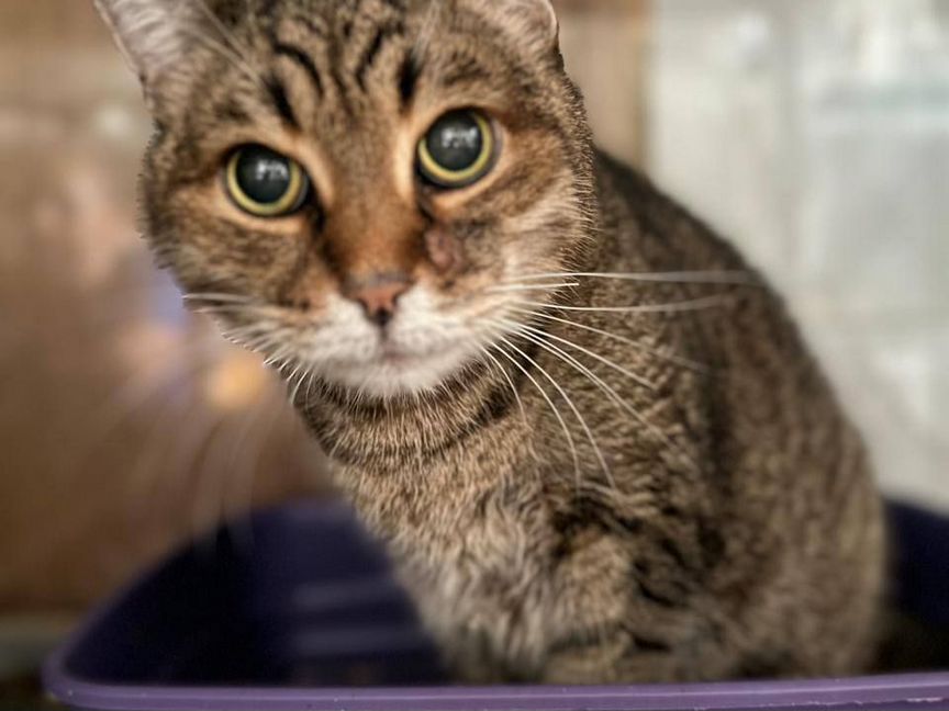 Котик ищет новый дом и семью бесплатно