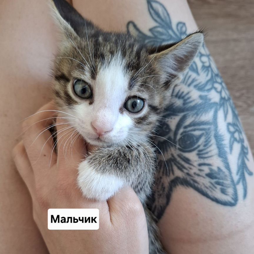 Котёнок в добрые руки