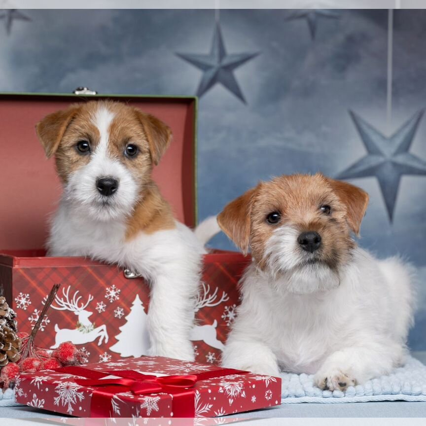 Джек-рассел-терьер, щенок