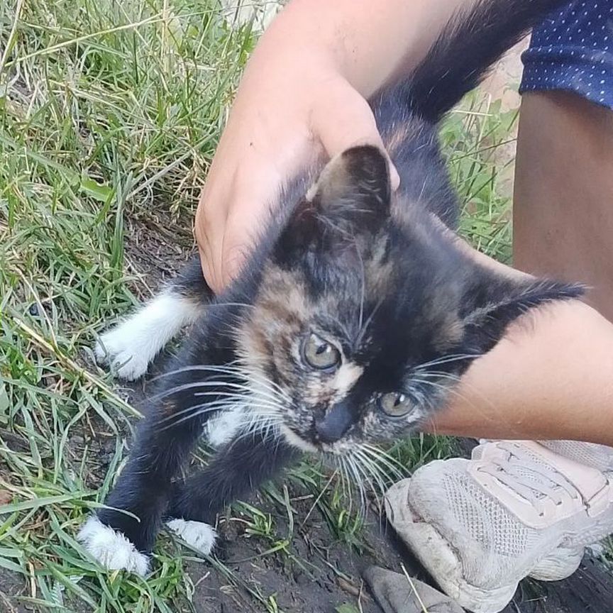 Котёнок в добрые руки