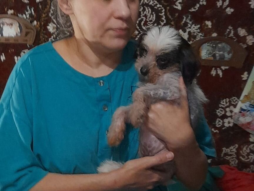 Китайская хохлатая