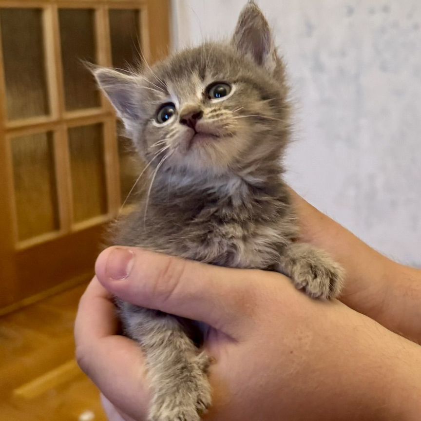 Котята в добрые руки бесплатно