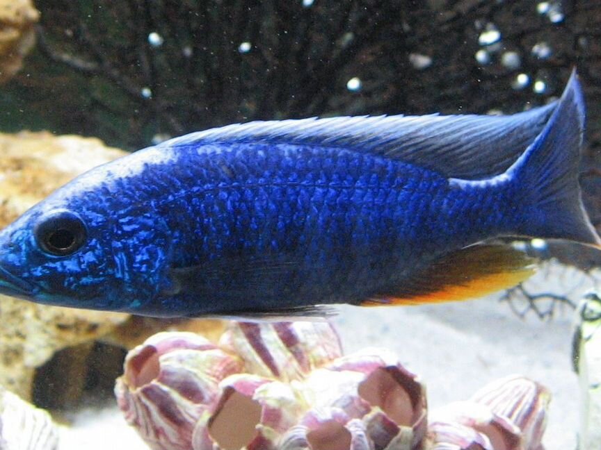 Хаплохромис васильковый
