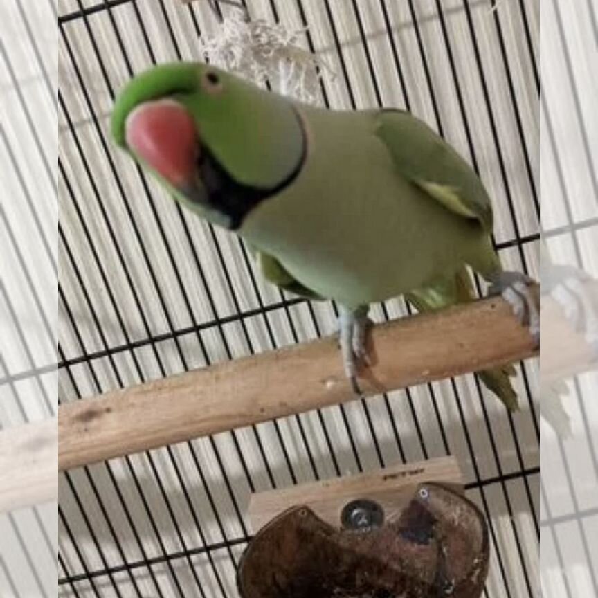 Ожереловый попугай самец ручной