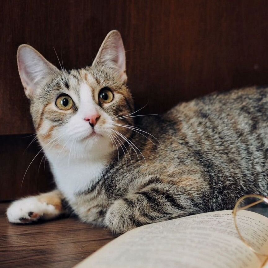 Милейший котенок