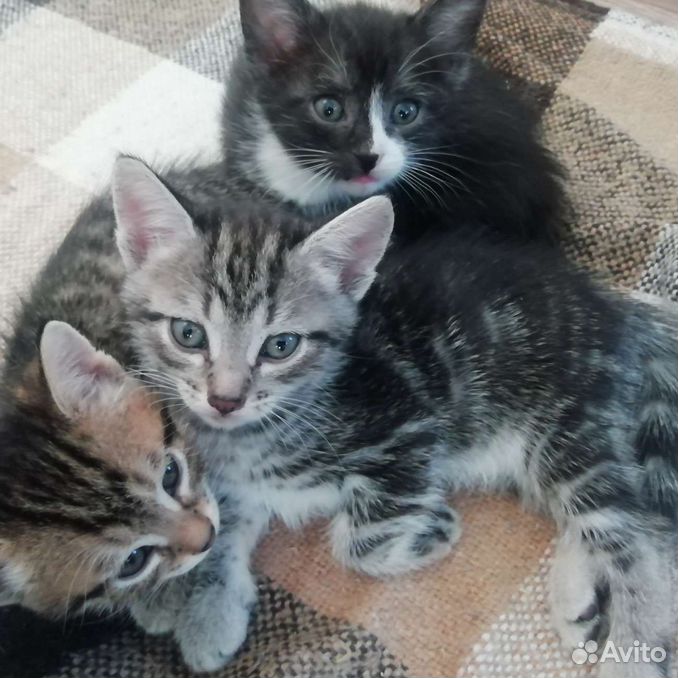 Котята от британской кошки бесплатно