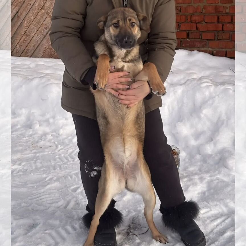 Щенок в добрые руки