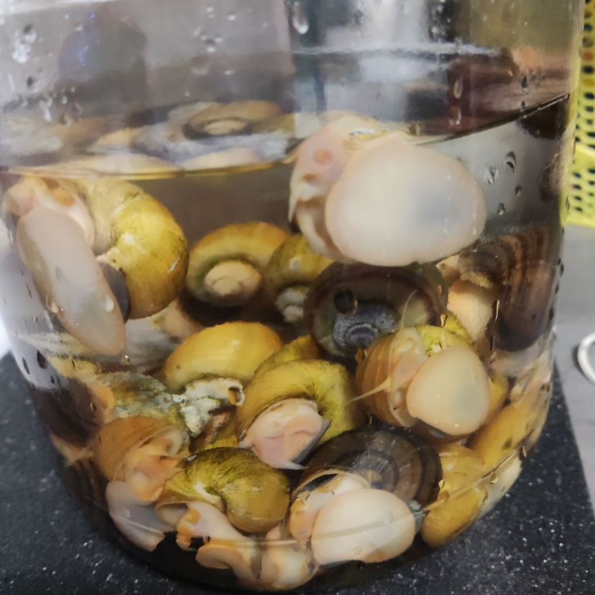 Улитки ампулярии