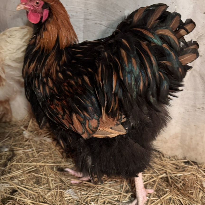 Петушки орпингтон золотоокаймленный