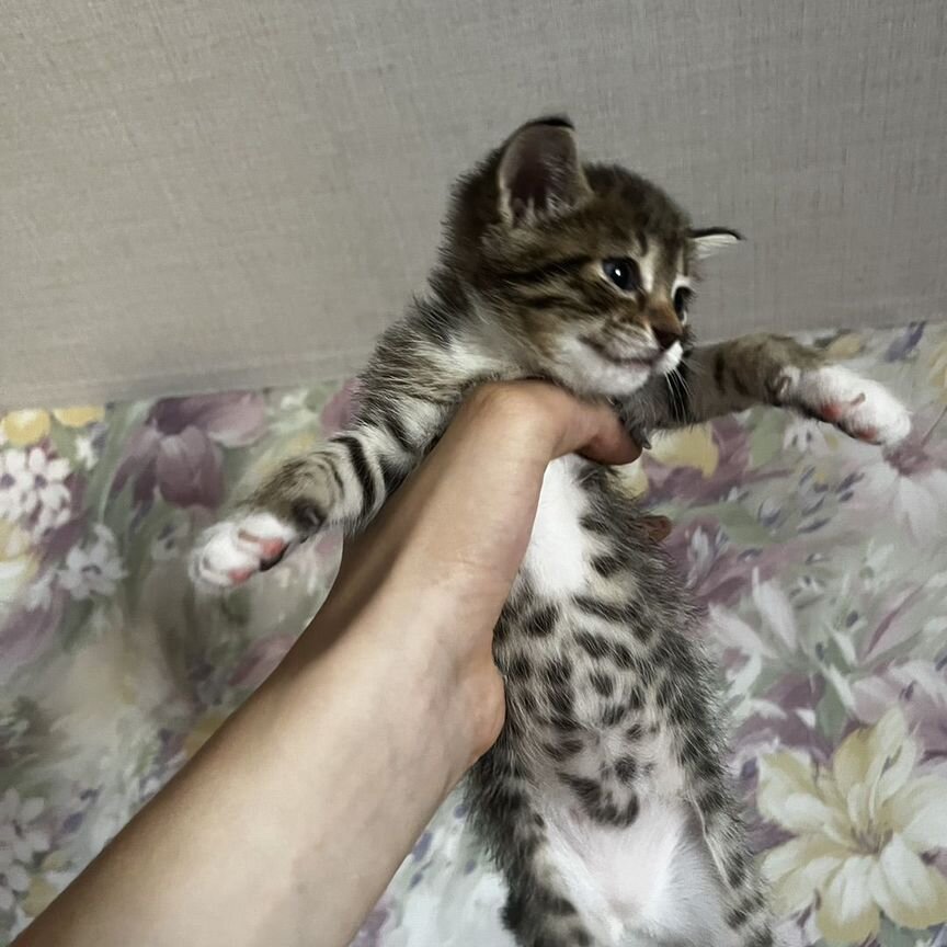 Котята в добрые руки бесплатно девочки 14.08.24