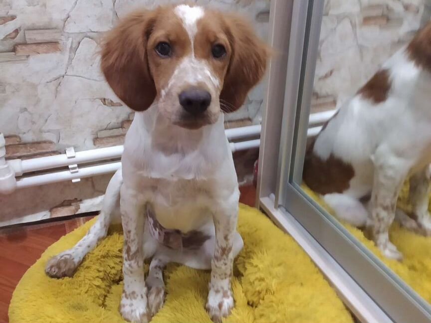 Собаки щенки