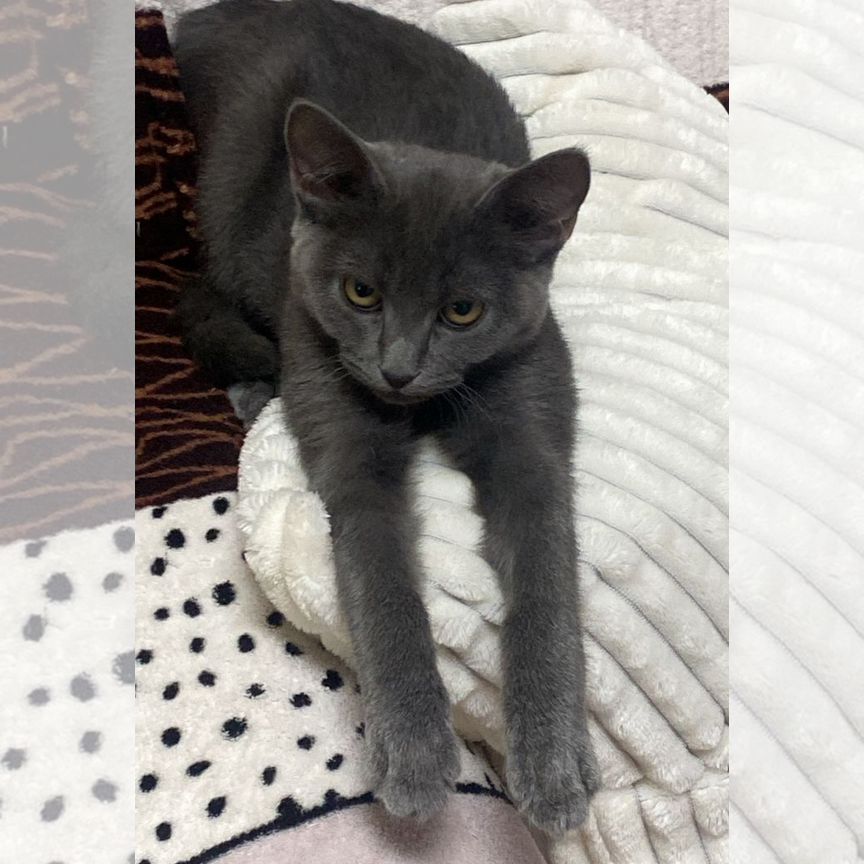 Шотландская вислоухая короткошёрстная, взрослая кошка