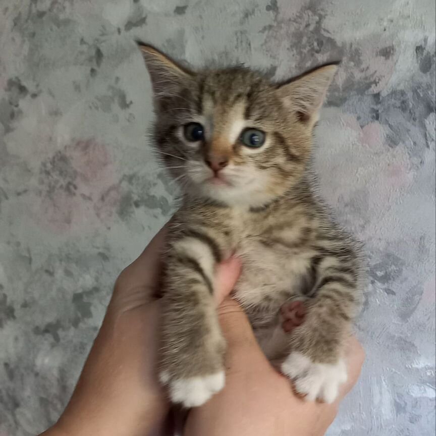 Котенок .Девочка - генералиссимус