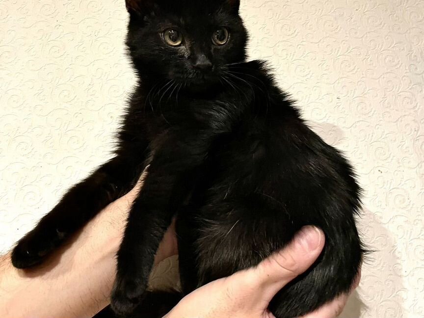 Котенок девочка