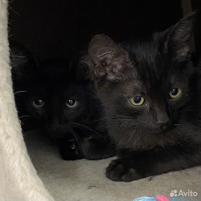 Черные братишки ищут дом