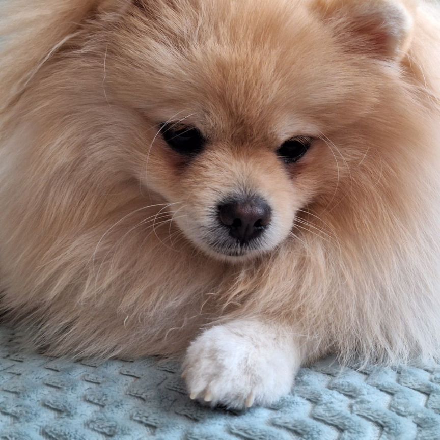 Шпиц медвежьего типа