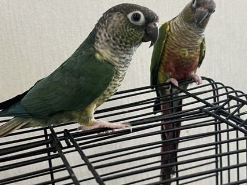 Попугай пиррура самки продажа или обмен