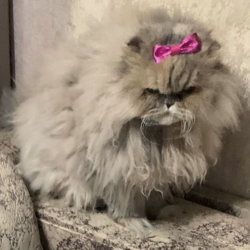 Шотландская вислоухая длинношёрстная, взрослая кошка