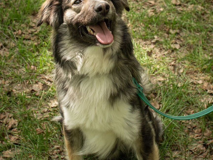 Юный Генри в добрые руки