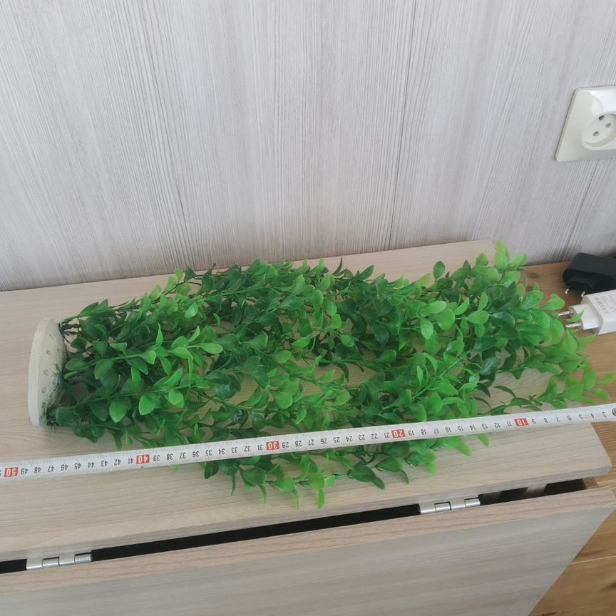 Аквариумные растения