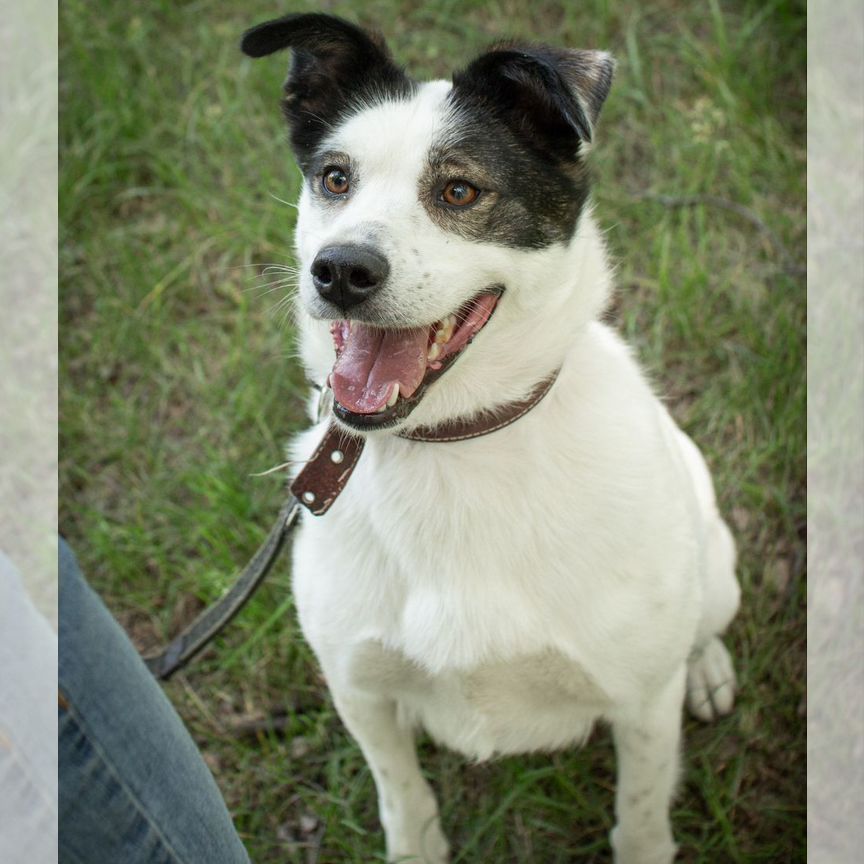 Умная Милочка в добрые руки