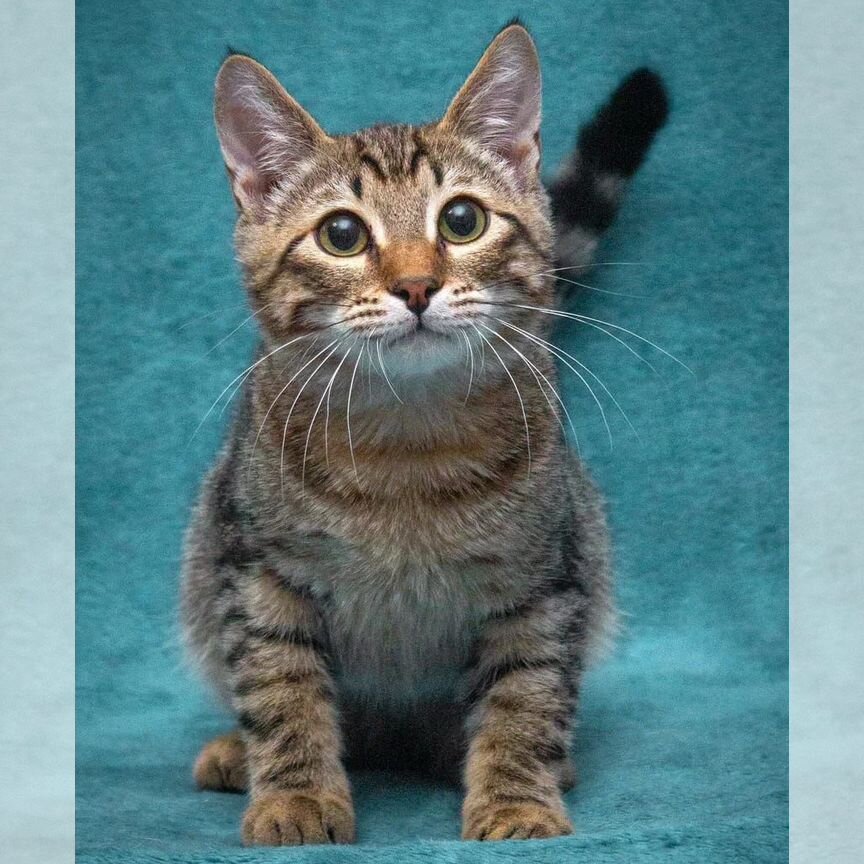 Котенок в добрые руки