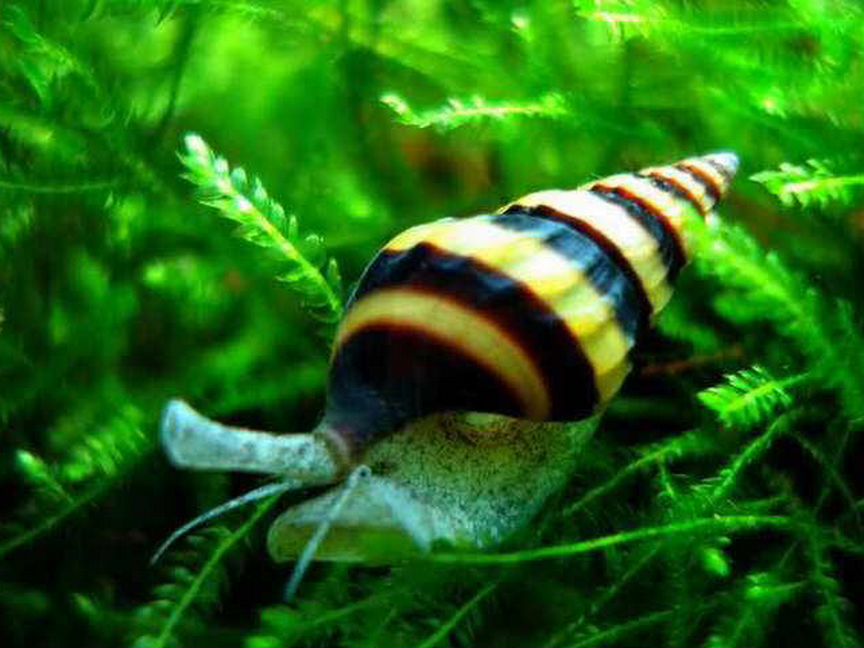 Улитка Хелена,мох