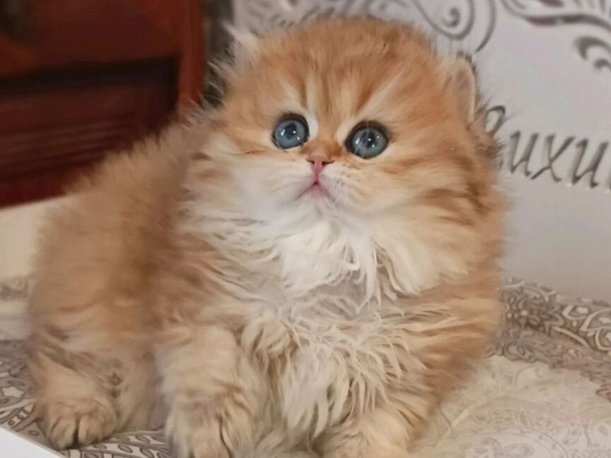 Британские золотые шиншиллы