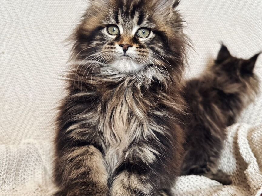 Котенок девочка мейн-кун