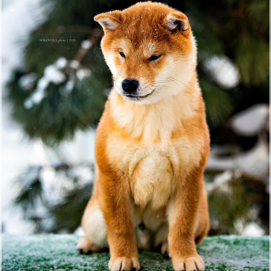 Сиба-ину, щенок