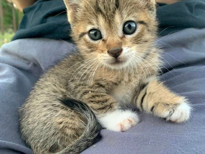 Котенок мальчик Кузя 1.5мес в дар