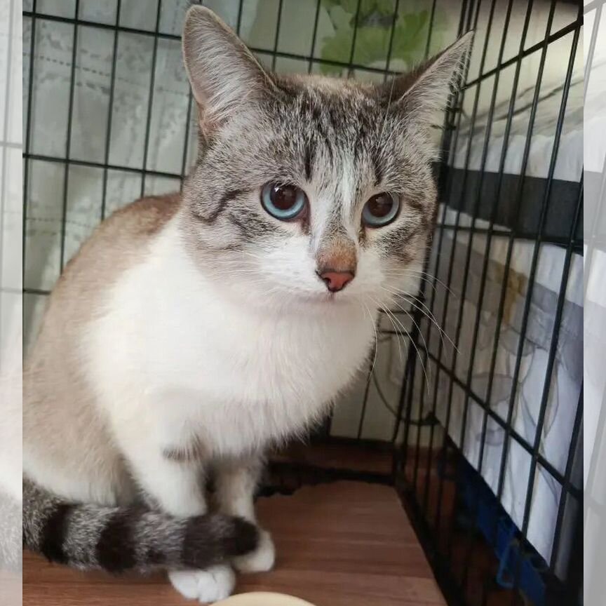 Взрослый кот в добрые руки